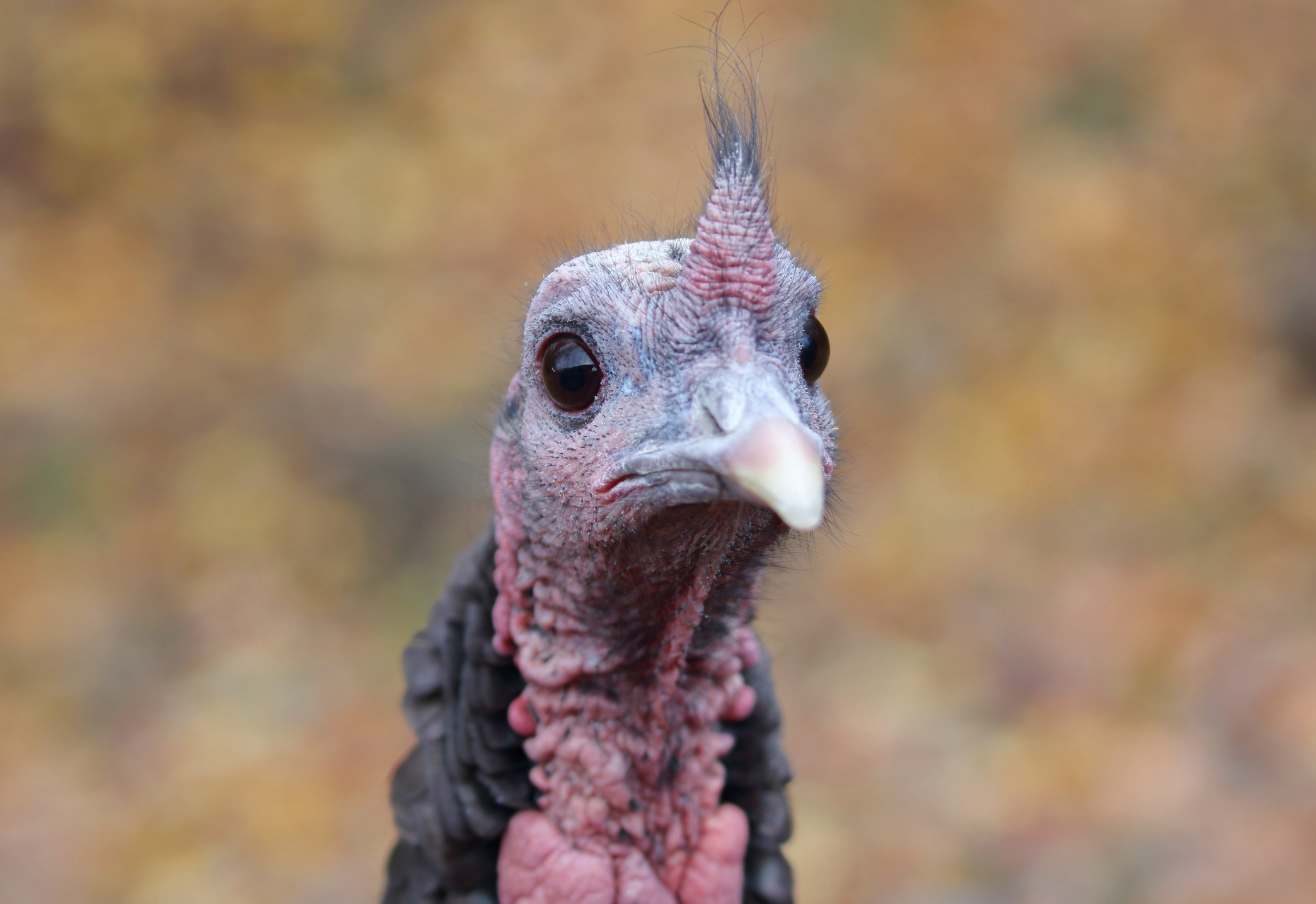 What's your Thanksgiving Back-up plan? - Landing Strong